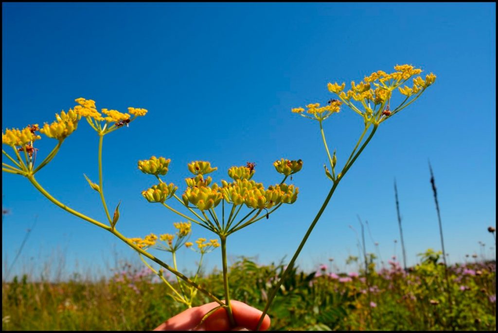 Invasive Species Control - The Land Conservancy of McHenry County