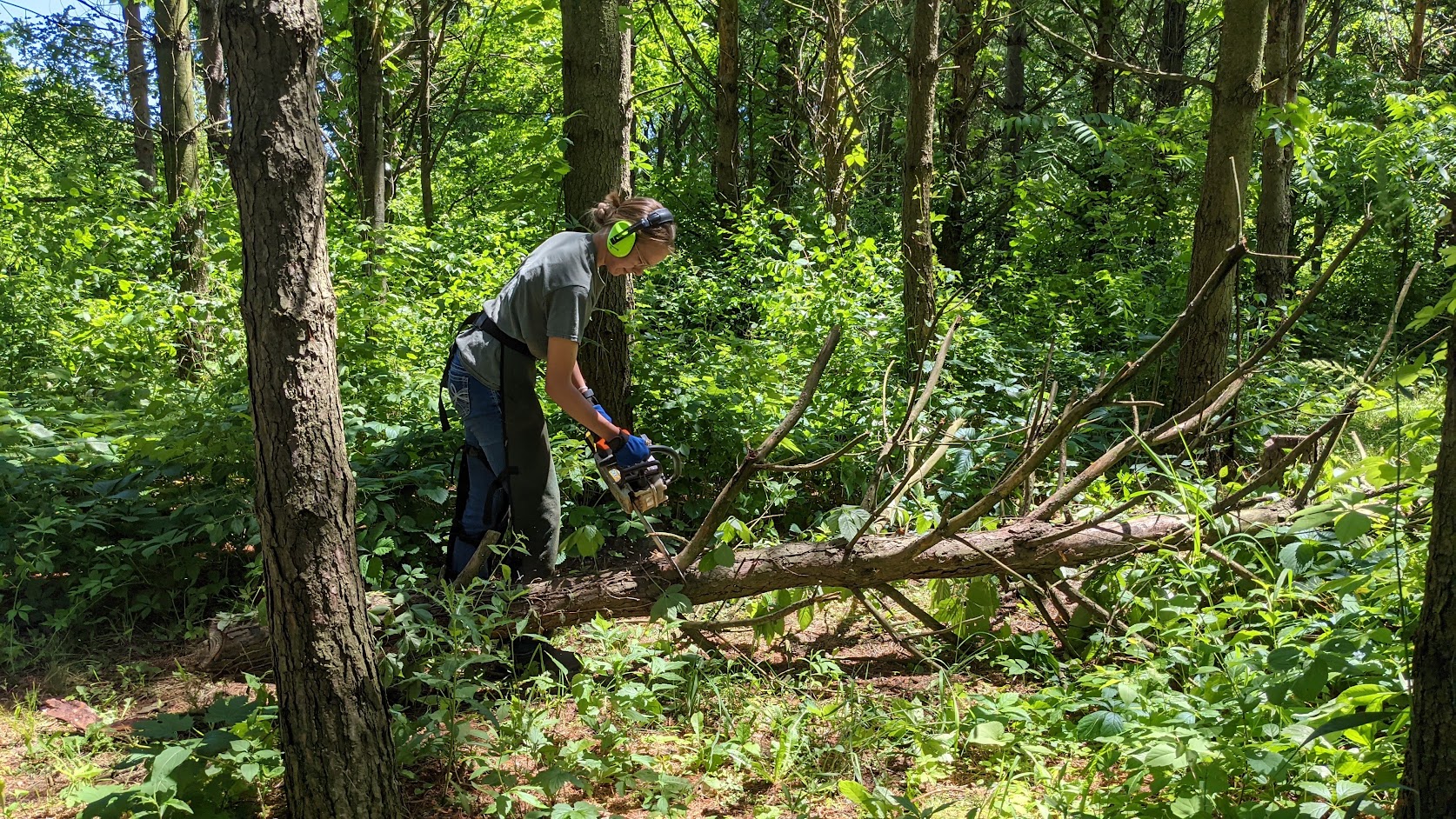 Chainsawing, stream surveying and more! CLIP Week 3 - The Land ...