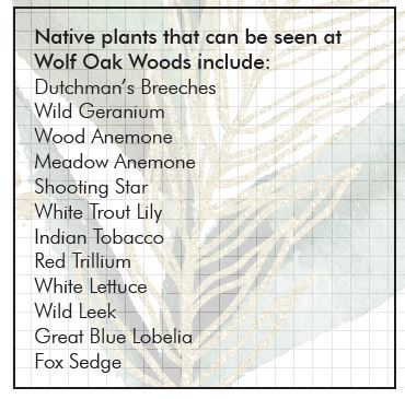 Wolf Oak Woods Flourishes after Restoration - The Land Conservancy of ...