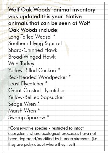 Wolf Oak Woods Flourishes after Restoration - The Land Conservancy of ...