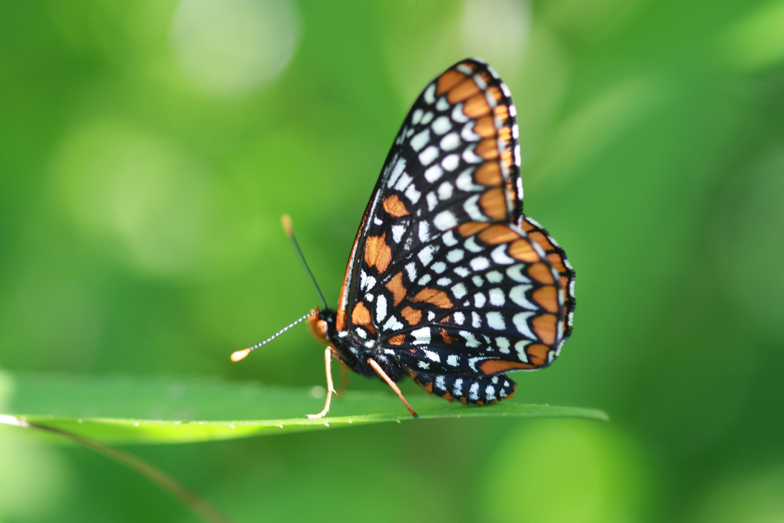 TLC Preserves Land for Life (Plants, animals and fungi)! - The Land ...