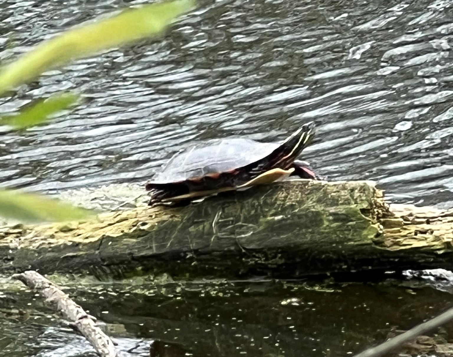 Reptiles - The Land Conservancy of McHenry County